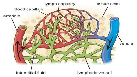 Peripheral Vascular System Pptx