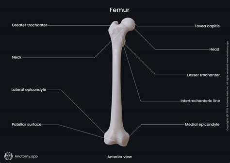 Femur Anatomyapp