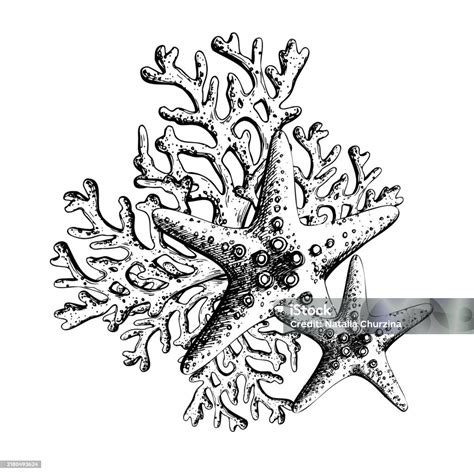 산호 가지를 가진 불가사리 손으로 그린 그래픽 일러스트 와 흑백 컬러 라인 아트 해양 테마의 승화 편곡 구성 검은색에 대한 스톡 벡터 아트 및 기타 이미지 Istock