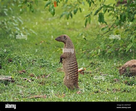 Single Banded Mongoose Mungos Mungo In Upright Lookout Pose On Fresh Green Grassland Of Masai