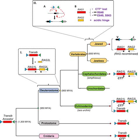 Model Of RAG Evolution In Metazoans Steps Leading From The Ancestral Download Scientific