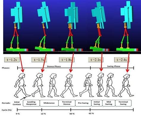 Gait Comparison Of The Biped Robot With The Human Download Scientific Diagram