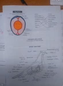 Parts Of The Egg Birds Anatomy All About My Eggs