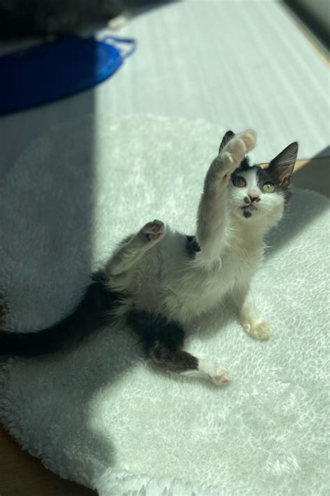 Cute Angelic Kitten Playing In The Sunshine
