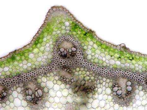 What Do Plants Look Like Under A Microscope