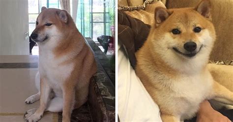 Meet Balltze The 9 Year Old Shiba Inu Who Is Behind The Cheems Meme