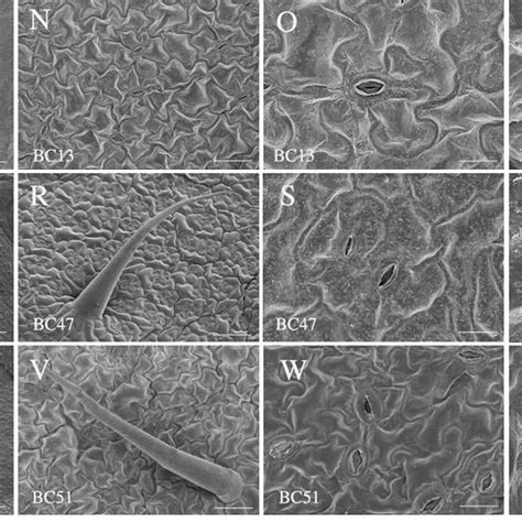 Characteristics Of Lower Leaf Epidermis Of The Susceptible And The Download Scientific Diagram