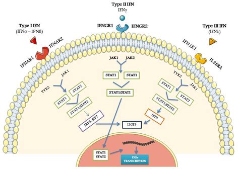 Biomolecules Free Full Text The Role Of Interferons In The