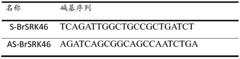 利用as Srk46打破大白菜远缘杂交障碍的用法和应用的制作方法