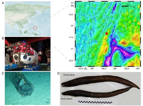 Sampling Information And Morphology Of Mae A Arcgis Online Map Left Download Scientific