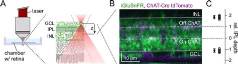 Mapping The Inner Plexiform Layer IPL A Illustration Of Axial Download Scientific Diagram