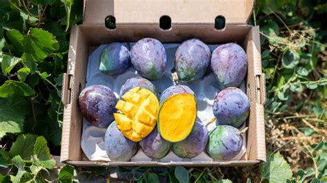 Principales Variedades De Mangos Cultivadas En Europa Wtf