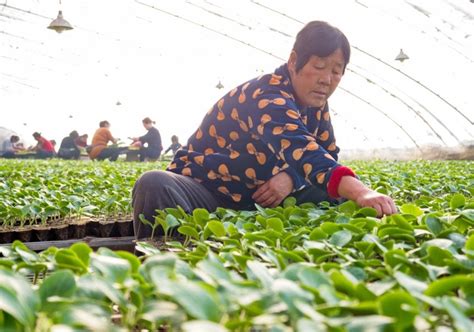河北订单育苗助脱贫 新闻中心 天山网