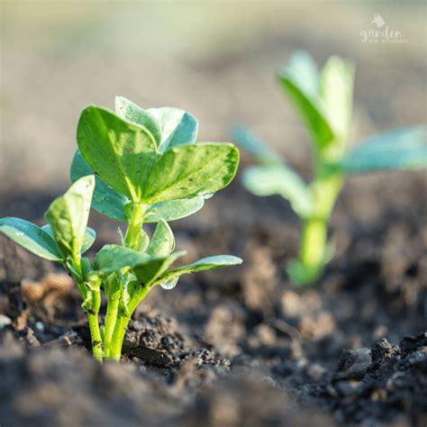 How To Grow Lima Beans Garden For Beginners