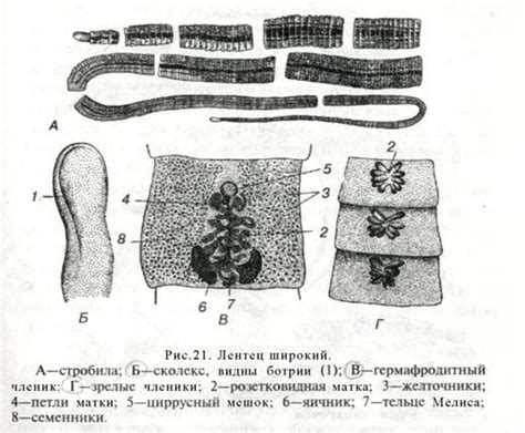 Alveococcus Multilocularis Возбудитель альвеококкоза выделен в самостоятельный род совсем
