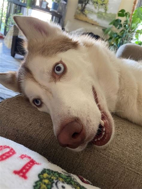 Arlo The Huskey Amanda Bacolas