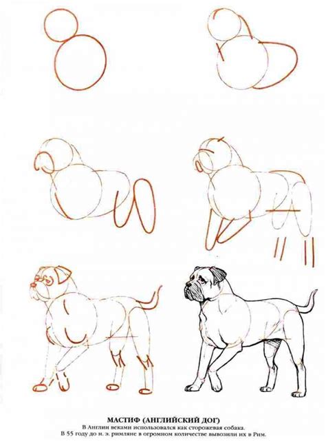 Как нарисовать легко и красиво собаку поэтапно