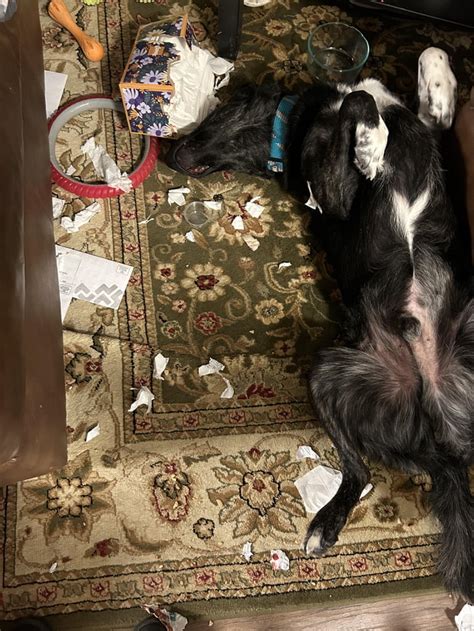 Mom And Dad Gone For 45 Minutes Must Destroy Everything 9gag