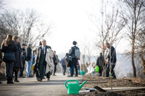 იაპონიის საელჩომ თბილისს საკურას ნერგები აჩუქა Adjara Tv