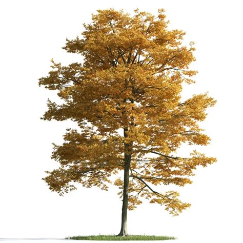 3d Scanned Trees Archmodels Vol 163 Evermotion