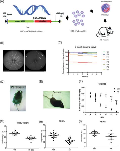 Development Of Transgenic A6 Mice By Blastocyst Injection Of