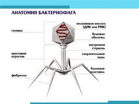 Неклеточные формы жизни Вирусы презентация онлайн