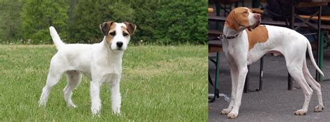 Jack Russell Terrier Vs English Pointer Breed Comparison