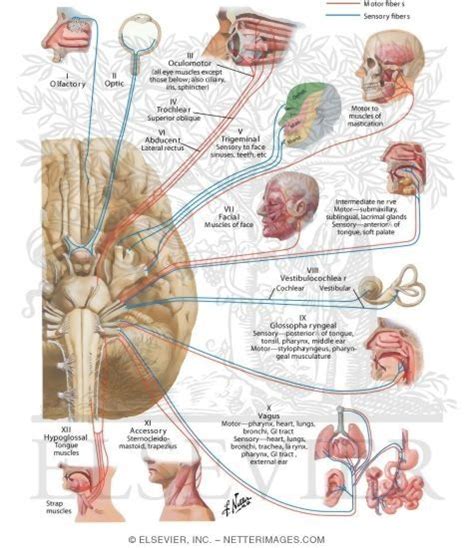 Cranial Nerves Netter Medical Illustrations Brain Anatomy Cranial Nerves Anatomy And