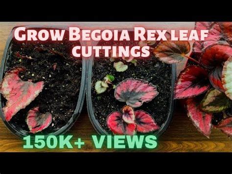 How To Propagate Begonia Rex In Soil From Leaf Cuttings How To Propagate Huge Number Of Begonia