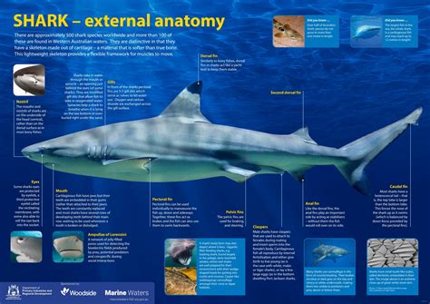 Poster Shark External Anatomy • Department Of Primary Industries And