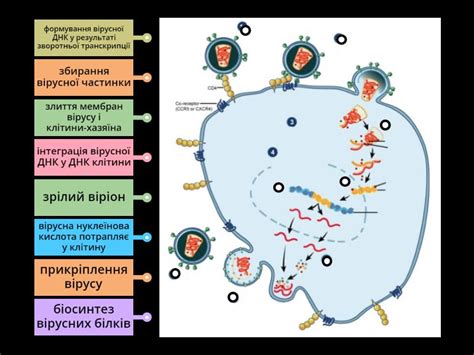 Життєвий цикл віруса Діаграма з мітками