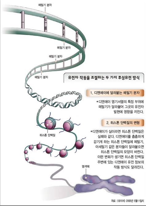 라마르크의 부활 후성유전학3 Mlbpark