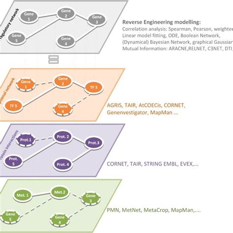 Reverse Engineering Strategies To Simulate Gene Regulatory Networks And Download Scientific