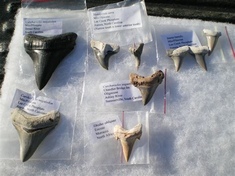 Very Beautifull Additions To Shark Teeth Collection Member Collections The Fossil Forum