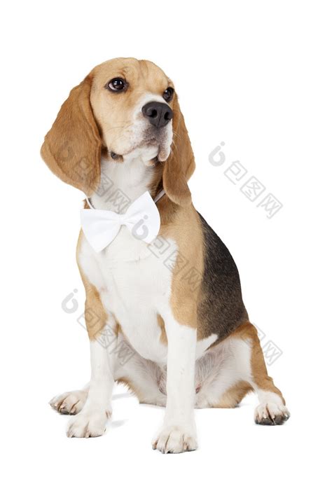 年轻的小猎犬图片 包图网企业站