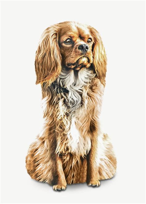 Cocker Spaniel Psd Isolated Design Free Psd Rawpixel