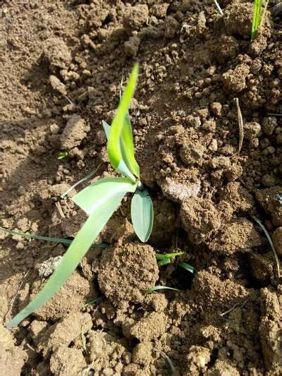 Tell Me Solution Maize Leaf Cutting Community Plantix