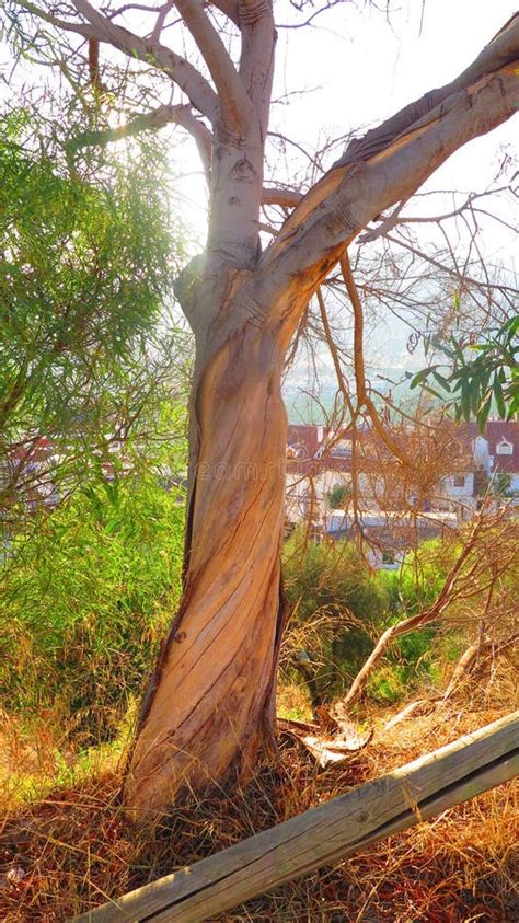 Eucalyptus Tree Trunk Showing Twisted Growth Editorial Photo Image Of