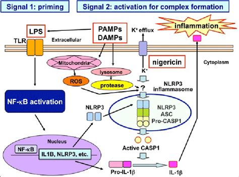 Illustration Of The Two Component Regulatory System In Inflammasome Download Scientific Diagram