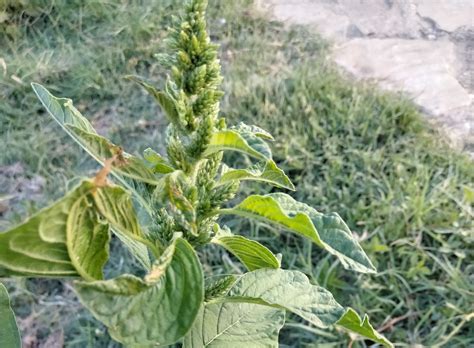 Plantas De La Serranía De Ronda Amarato Común Bledo Amaranthus