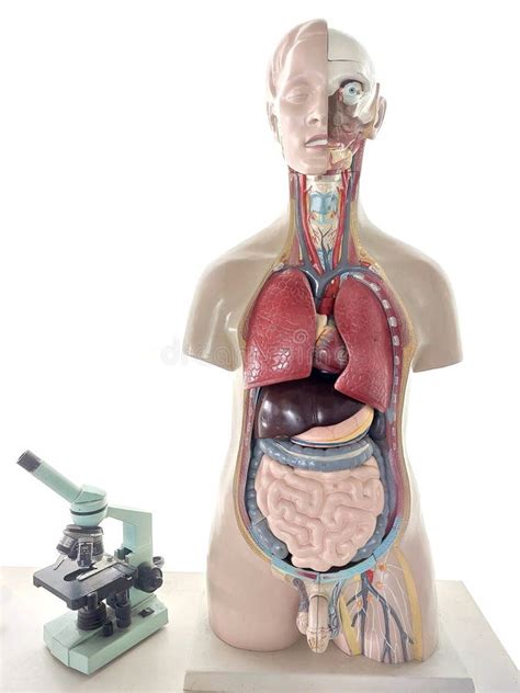 Anatomy Human Body Model With Microscope Stock Image Image Of Larynx