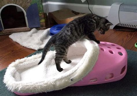 Productos Raros Para Gatos Pictolic