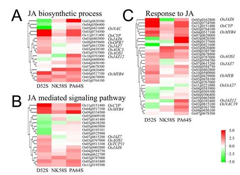 Heatmap Analysis Of Gene Expressions In Ja Biosynthetic Process A Ja