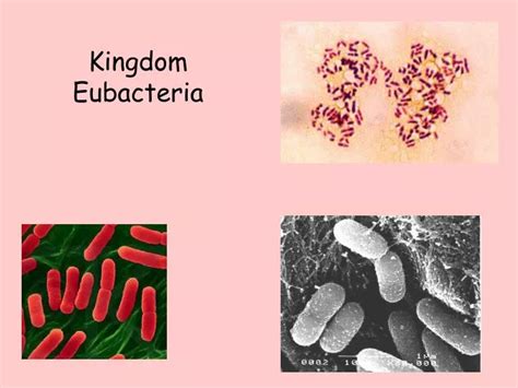 Kingdom Eubacteria Examples Organisms