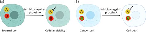 General Representation Of Synthetic Lethal Interactions As A Cancer Download Scientific Diagram