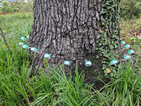 Tree Fertilization Boosting The Health And Growth Of Your Trees Eds