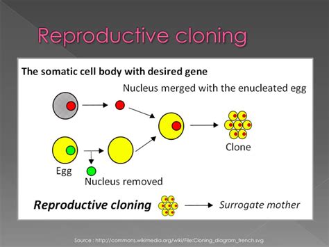 Ppt Different Types Of Cloning Powerpoint Presentation Free Download