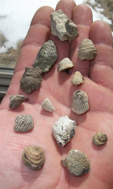 Dscf0579  Member Collections The Fossil Forum