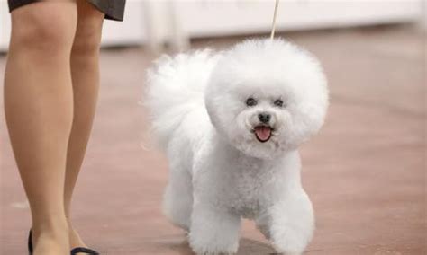 Всё для Бишон Фризе в Израиле Bichon Frise