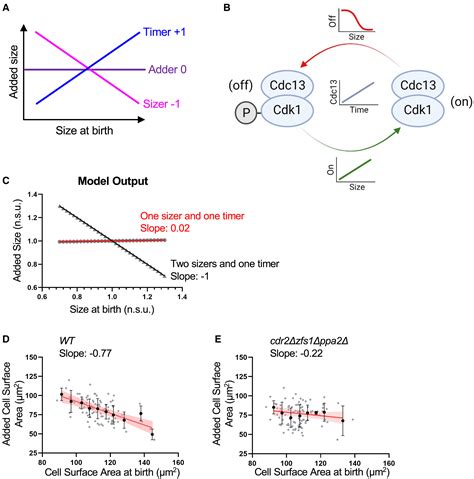 the fission yeast cell size control system integrates pathways measuring cell surface area